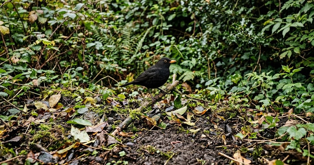 Melro no jardim: o que significa se ele sempre volta?