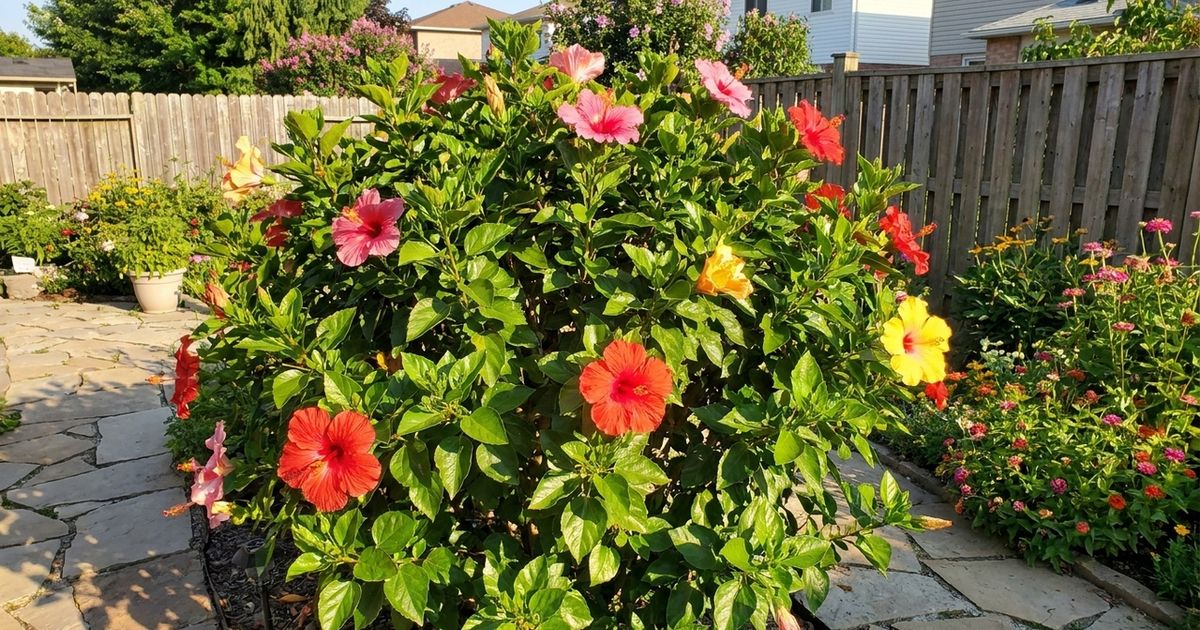 Nem girassóis nem margaridas: este é o melhor arbusto florido para ...