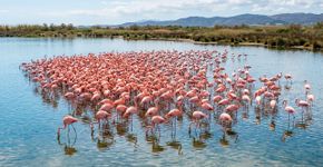 #flamingos - Catraca Livre
