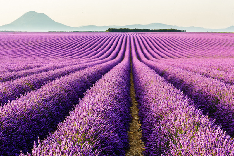 Fotos de campos de lavanda pelo mundo