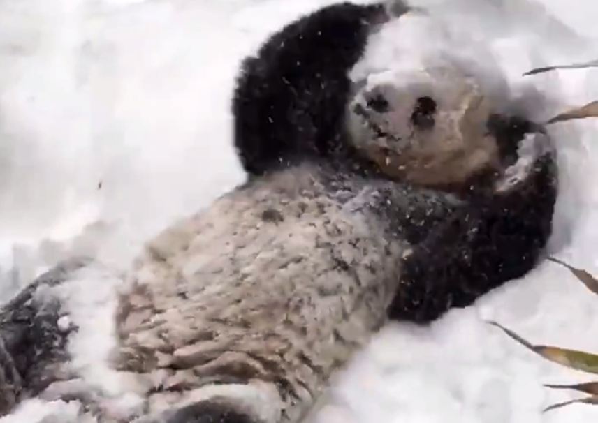 Vídeo de panda brincando na neve é a coisa mais fofa que você poderia ver