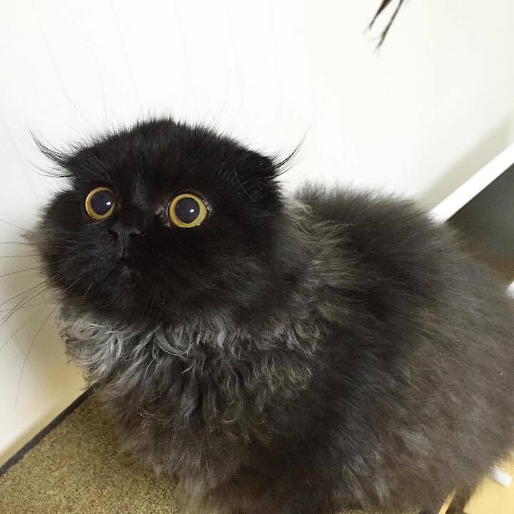 Adorável gato tem os olhos grandes e hipnotizante como os de uma sábia ...