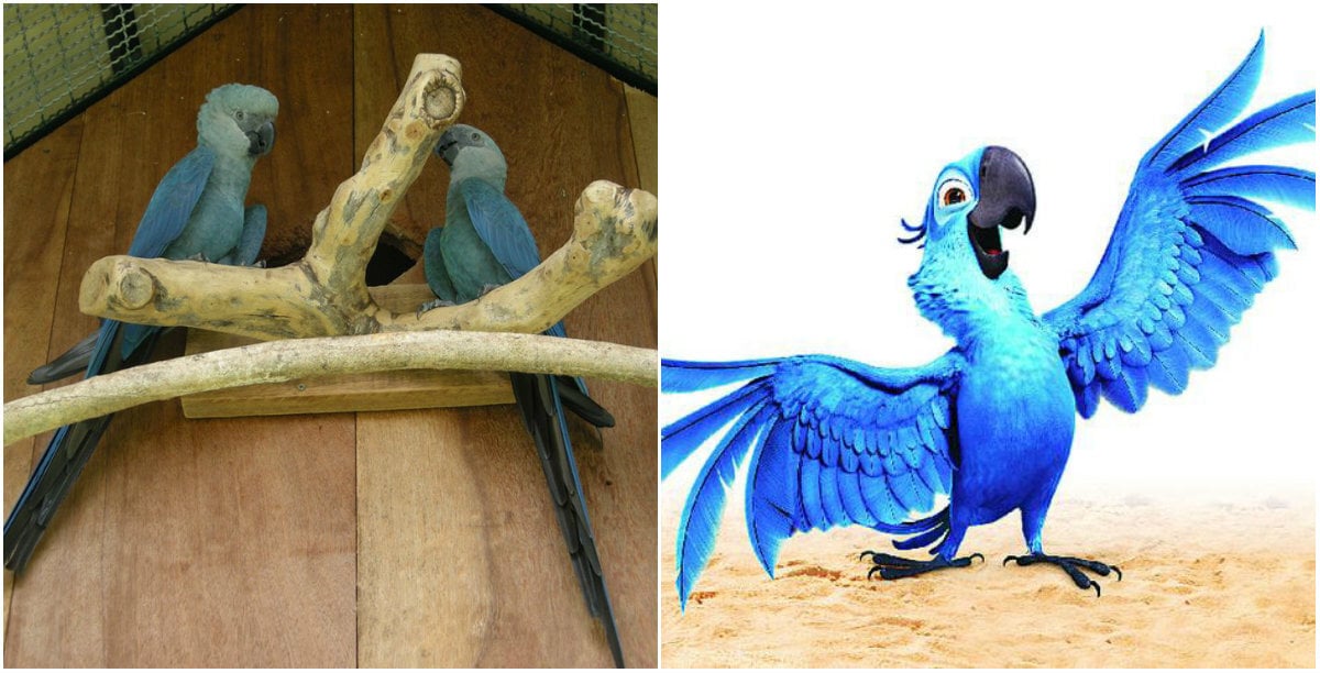 Ararinha-azul é vista na natureza depois de 15 anos