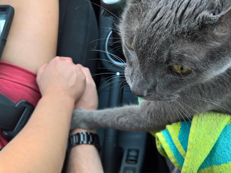 Este gatinho se despediu dos donos segurando a mão deles