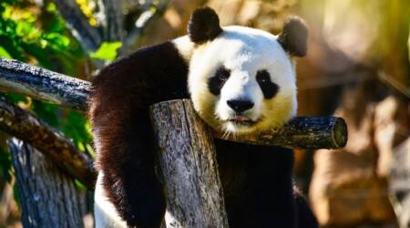 Panda gigante sai da lista de animais ameaçados de extinção