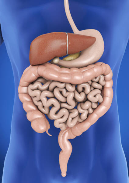 Saiba onde fica o mesentério, 'novo' órgão do corpo humano