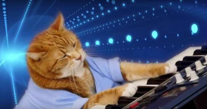 Morre aos 9 anos, Keyboard Cat; veja melhores momentos do gatíneo