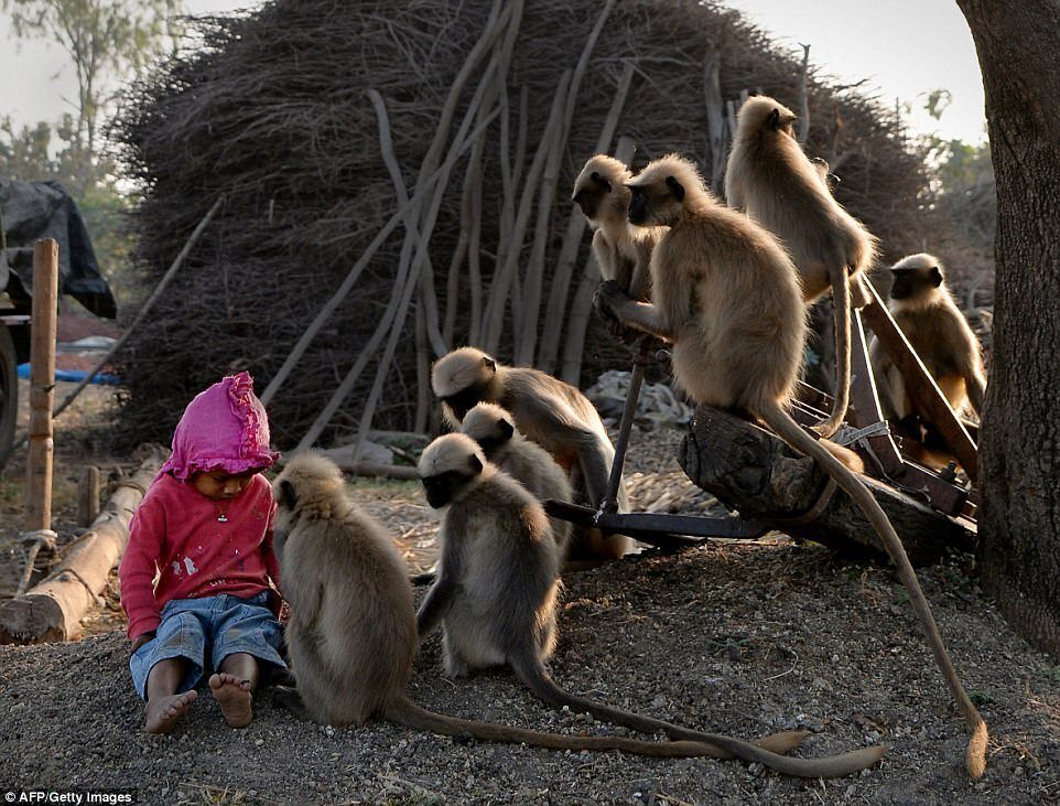 Na Índia, menino de 3 anos convive e recebe visitas de macacos