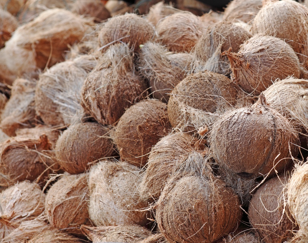 Fibra feita de resíduos de coco vira tecido para roupas