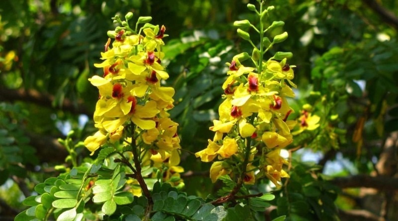 Instituto faz mapeamento de pau-brasil; saiba como se tornar guardião