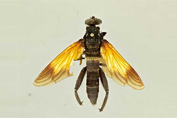 Novas espécies de moscas são gigantes e têm cara de marimbondo