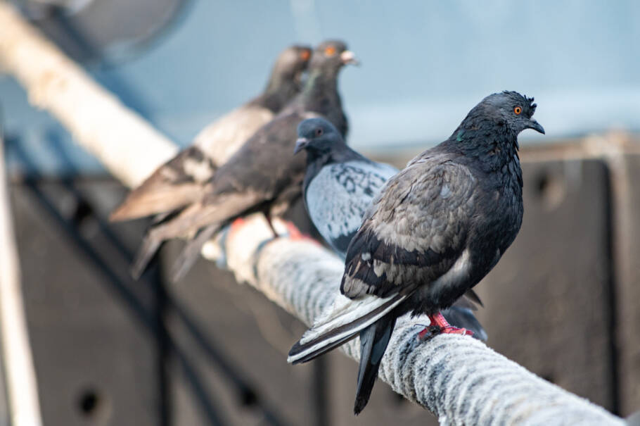 A doença do pombo mata: conheça os sintomas e saiba como evitá-la