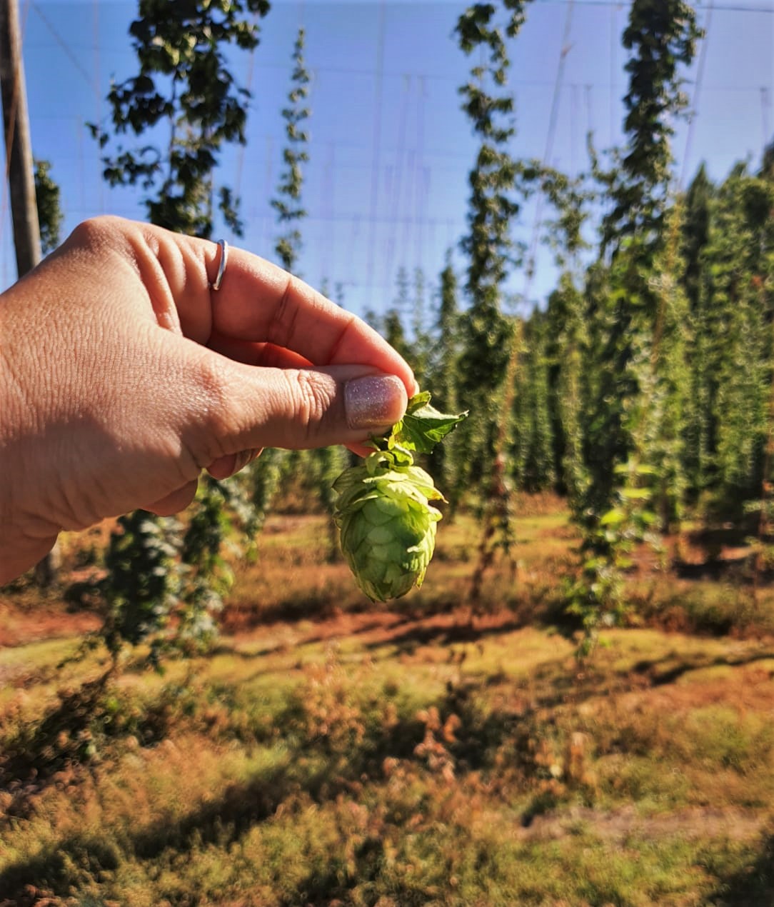 A aventura de colher lúpulo na Patagônia argentina