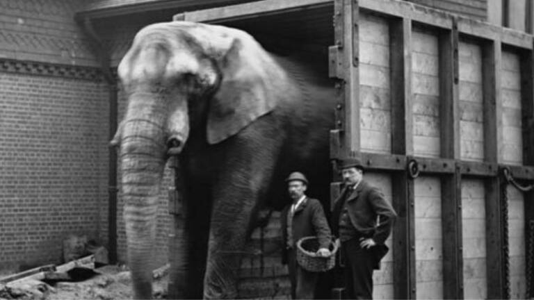 A vida repleta de agressões do elefante que inspirou filme Dumbo