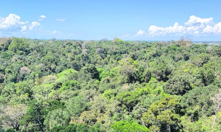 Viagem para Amazônia: 3 passeios imperdíveis em Manaus