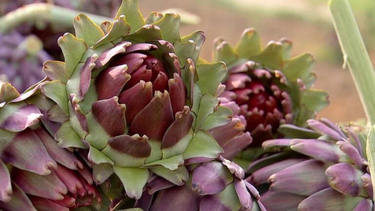 São Roque (SP) celebra colheita da alcachofra com festa