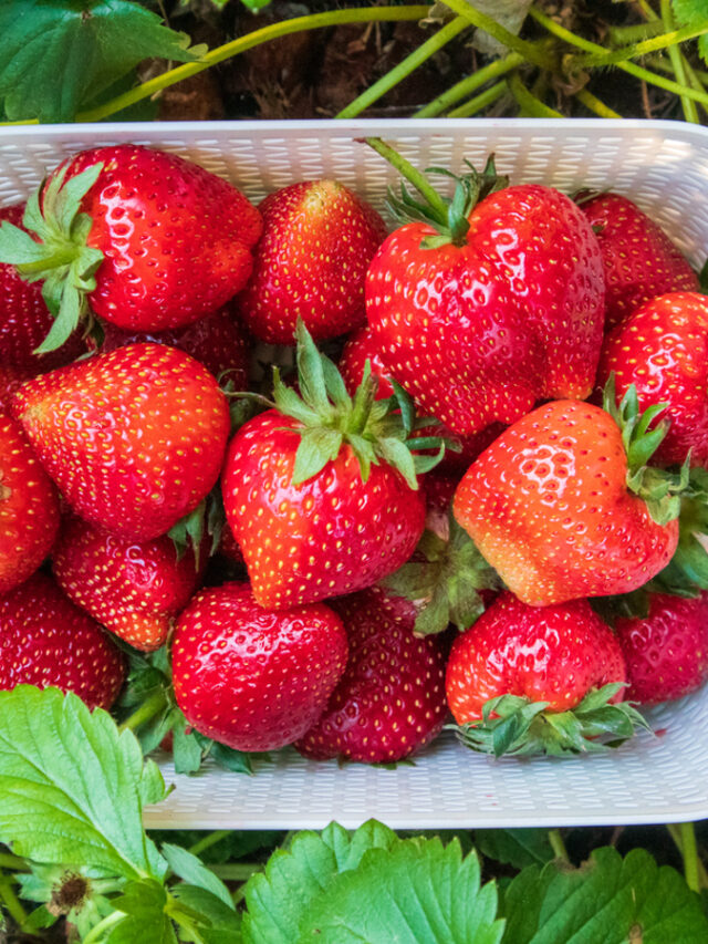 Comer morango ajuda a reduzir o risco de demência - Catraca Livre