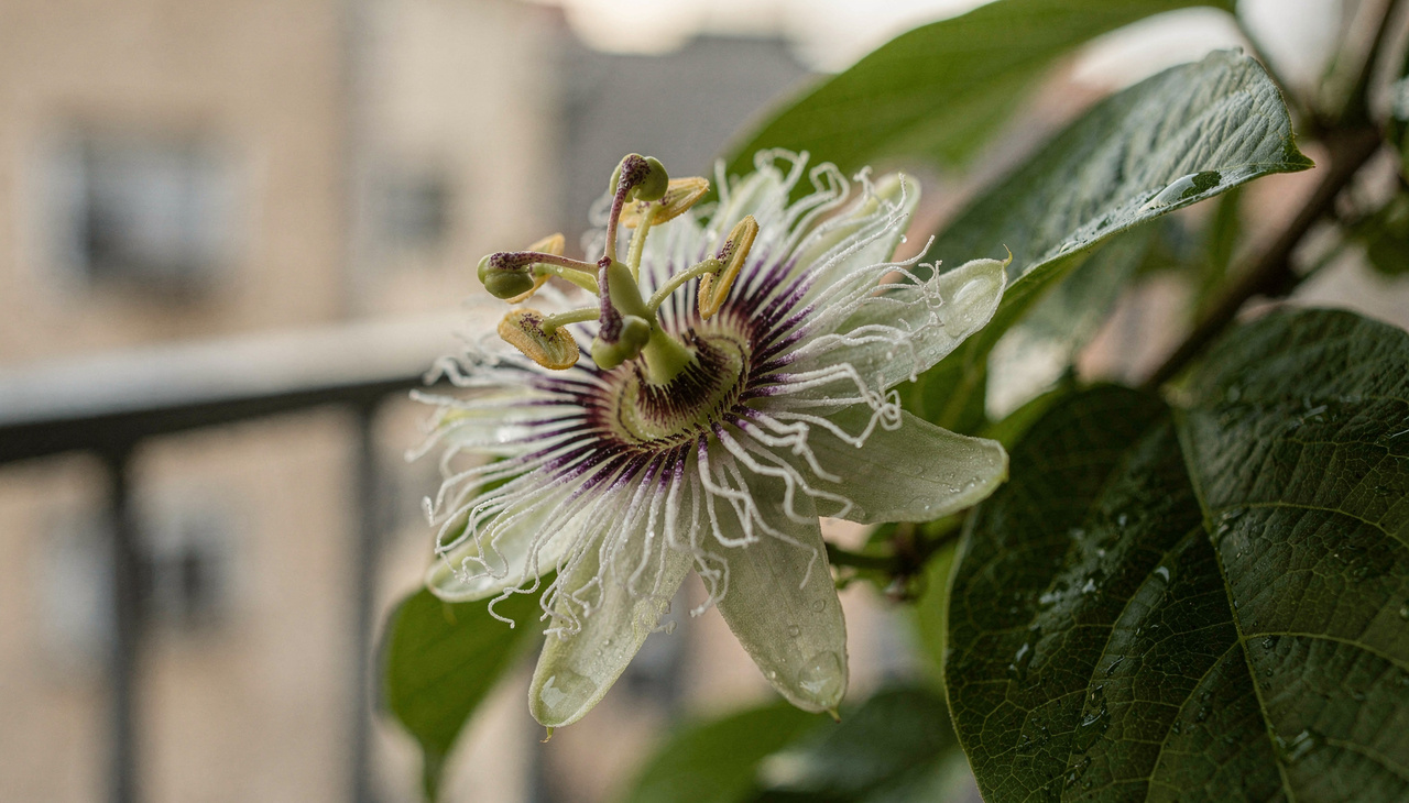 A "bolinha de ouro" que funciona como um calmante natural e deixa sua ...